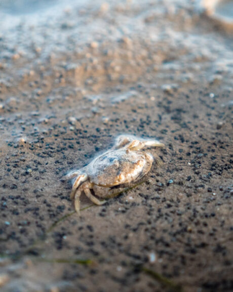 Büsum Travel Guide: 10 Best Things To Do & See by the Wadden Sea ...