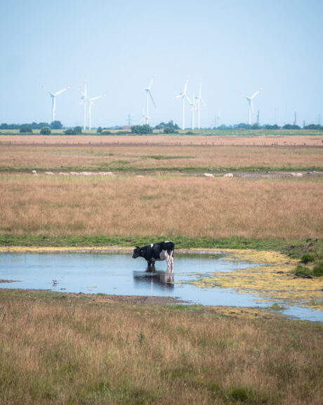 Büsum Travel Guide: 10 Best Things To Do & See by the Wadden Sea ...
