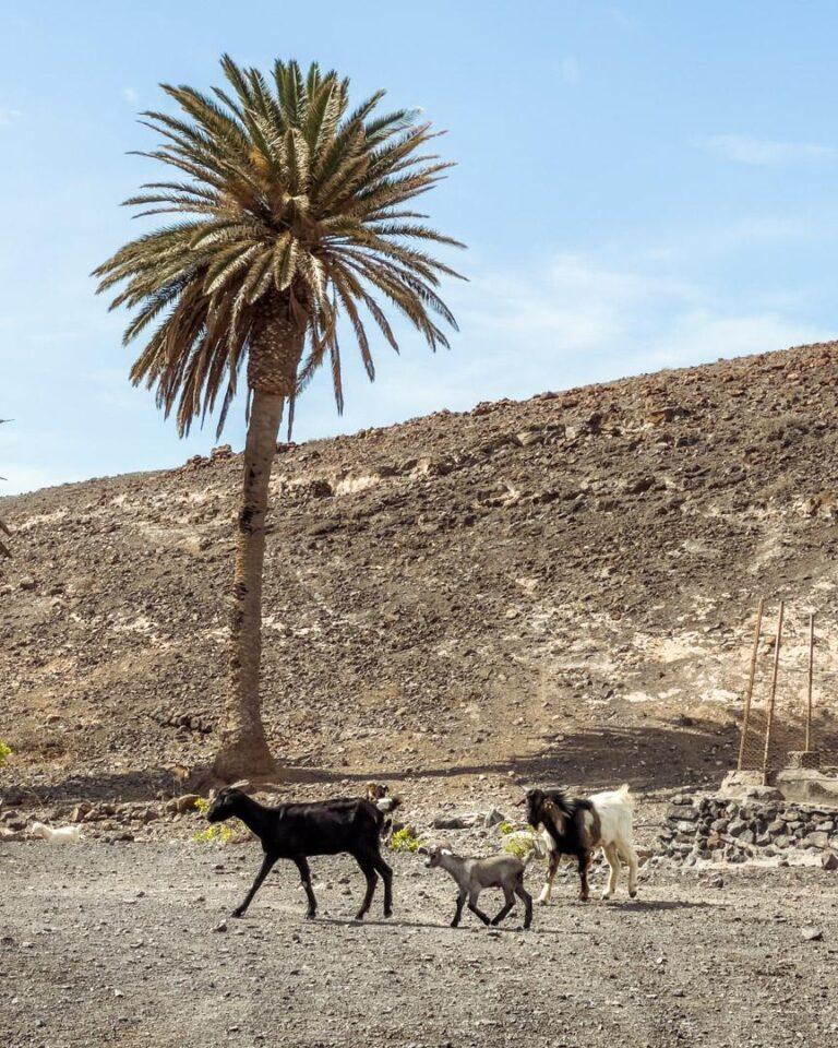 How To Get to Cofete Beach: A Travel Guide to Fuerteventura’s Wild ...