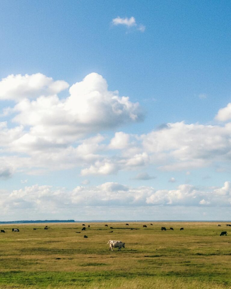 Travel Guide to Møn: 11 Best Things to Do & See Near Møns Klint ...