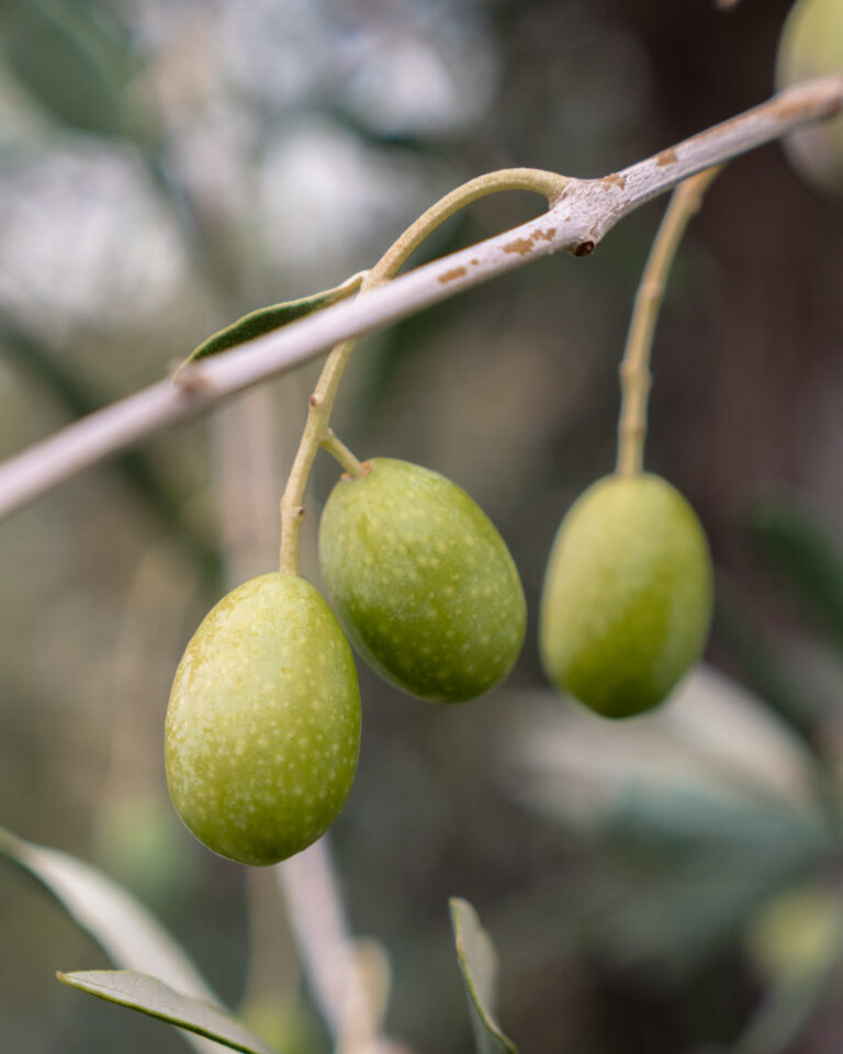 Review of Vegan Agrivilla I Pini: A Sustainable and Holistic Farmstay ...