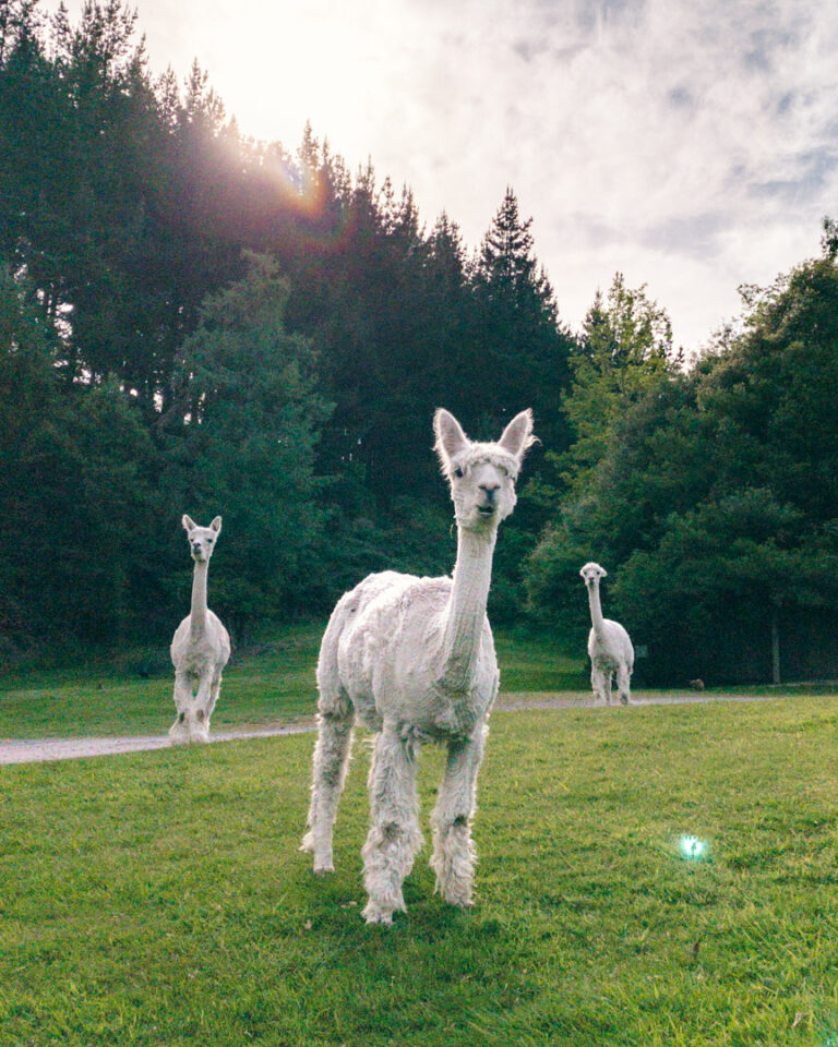 An Amazing Camping Spot for Animal Lovers on New Zealand’s North Island ...