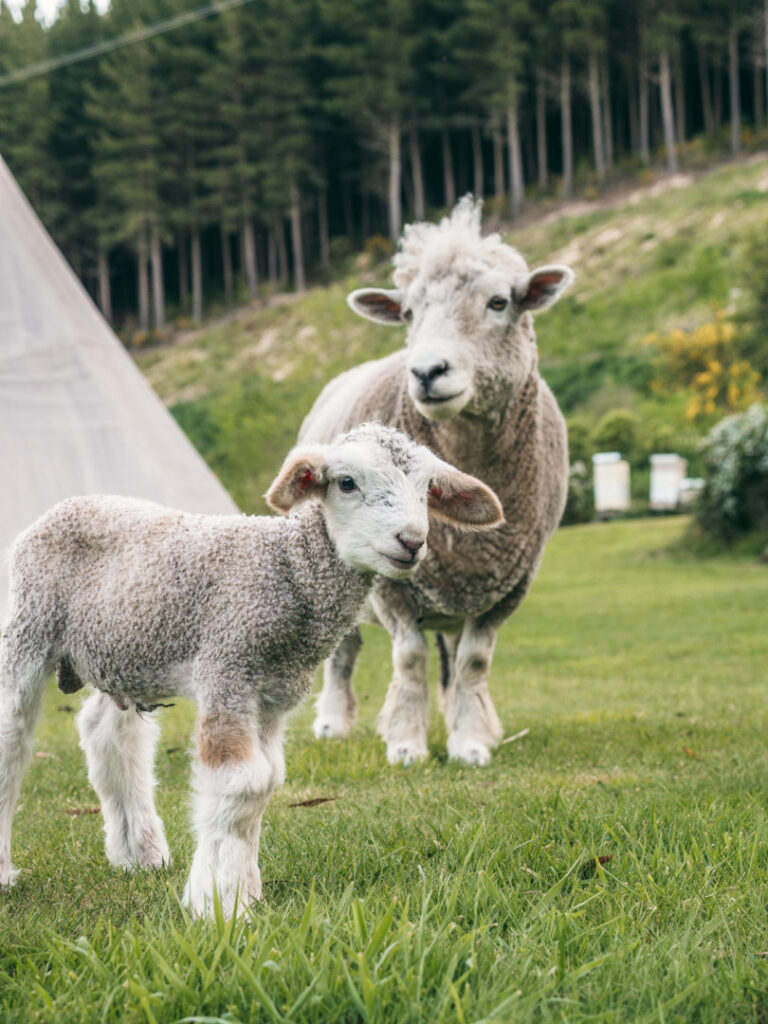 An Amazing Camping Spot for Animal Lovers on New Zealand’s North Island ...