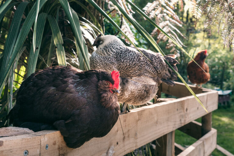An Amazing Camping Spot for Animal Lovers on New Zealand’s North Island ...