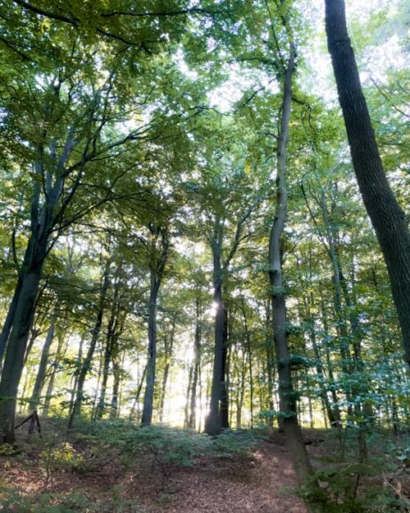 Plön Travel Guide: 10 Best Things To Do & See in the Beautiful Lake ...