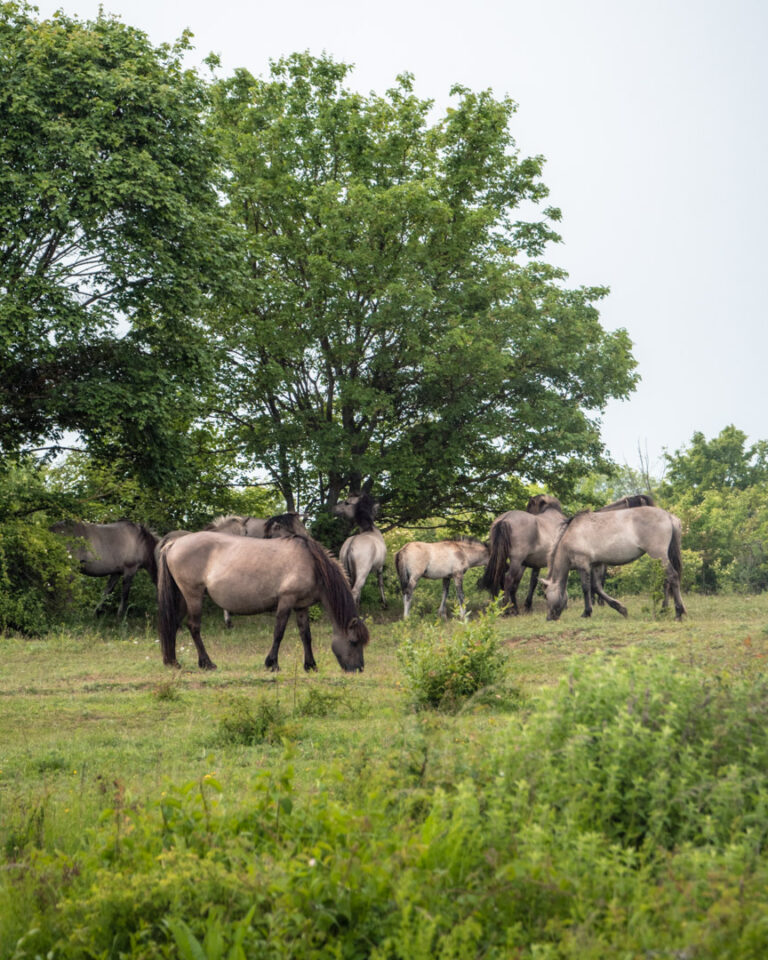 Saale-Unstrut Travel Guide: 9 Best Things To Do & See in the German ...