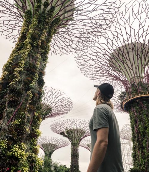 Gardens by the Bay: Luminous Supertrees From the Future - Northabroad